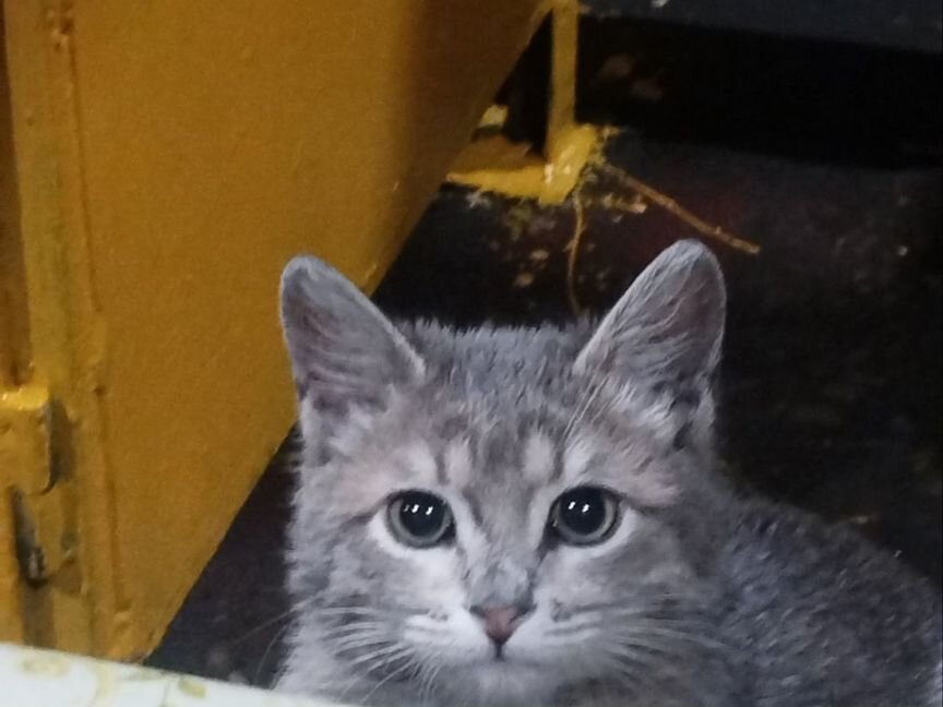 Спасите кошек