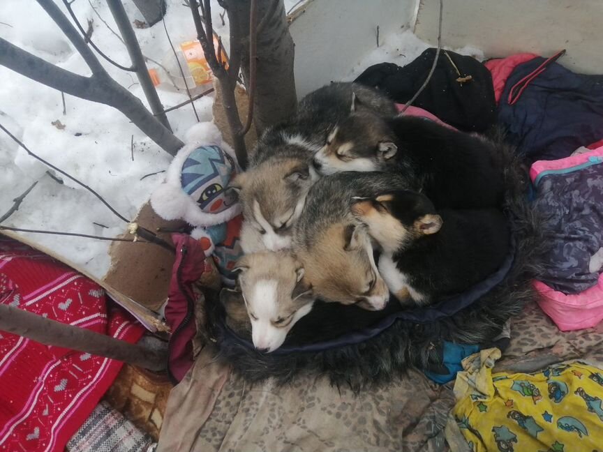 Продаем щенков