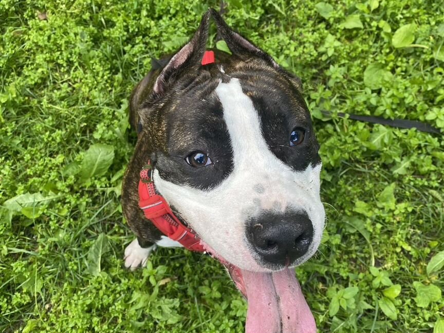 Собака амстафф (сука)