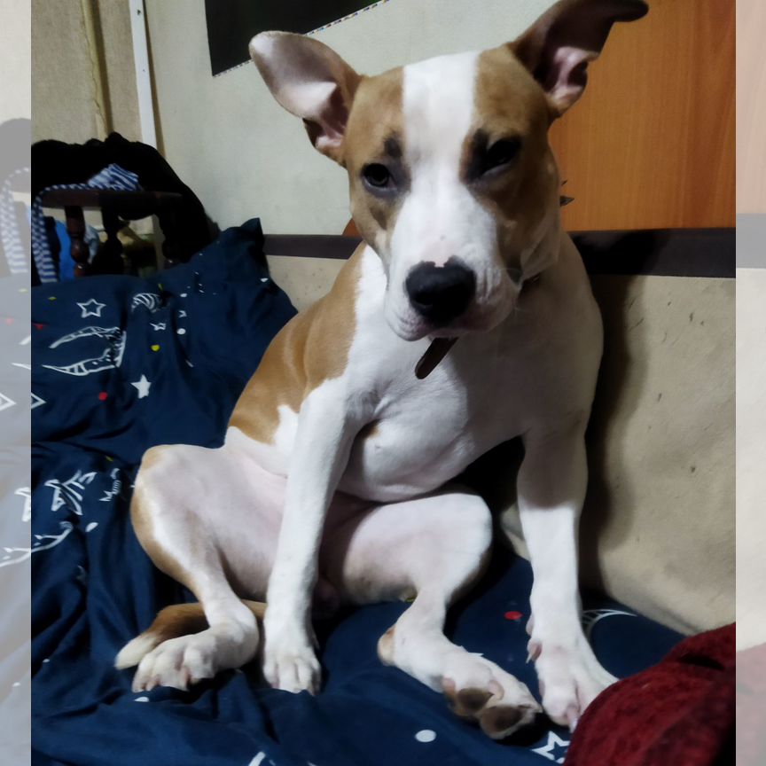 Американский стаффордширский терьер, взрослая собака