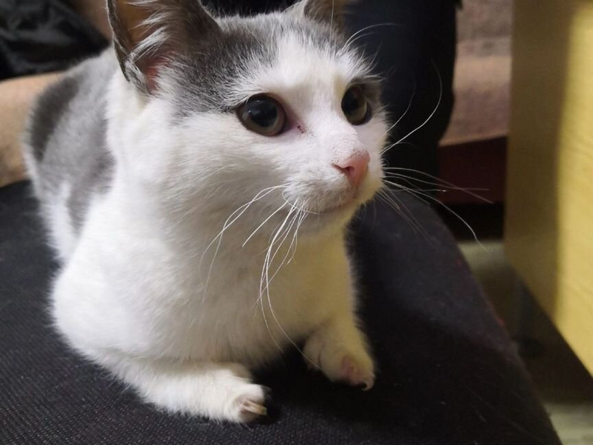 Котенок девочка не хватает пальчиков на лапках