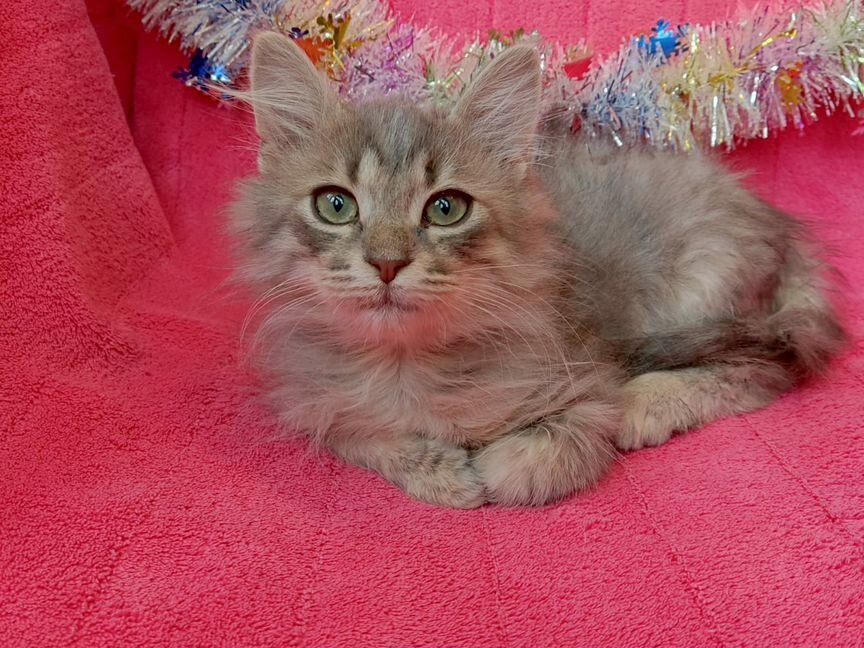 Котенок Пушистик мальчик