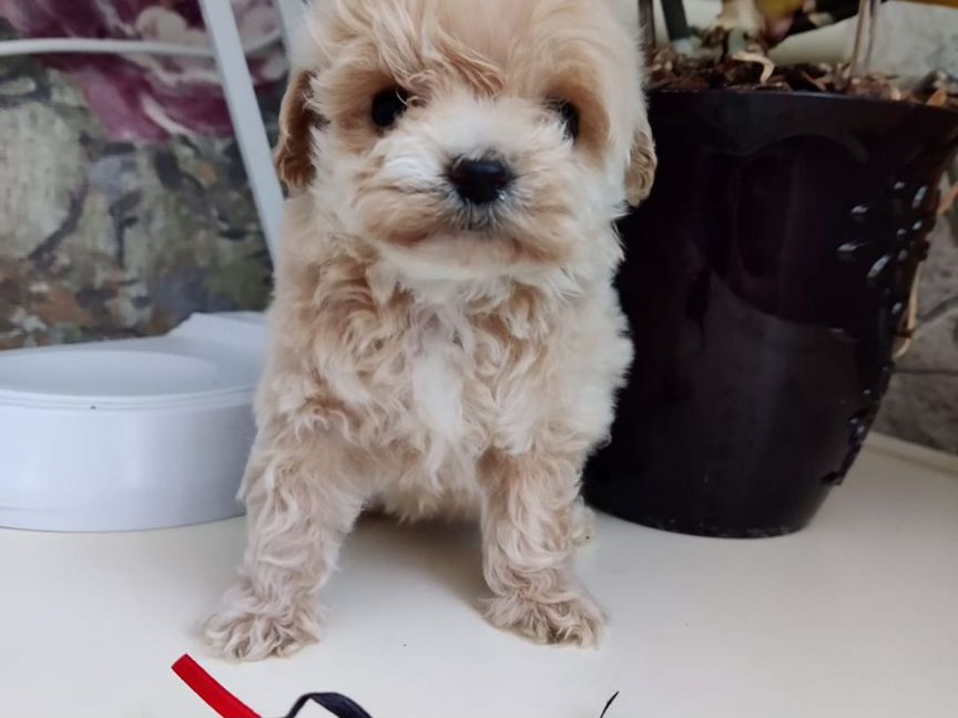 Гном Гномыч