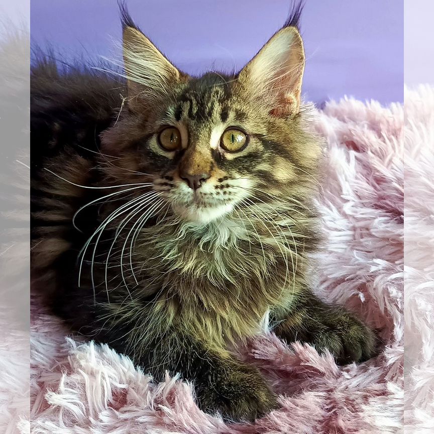 Мейн-кун котенок