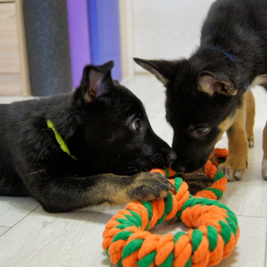 Щенки в добрые руки