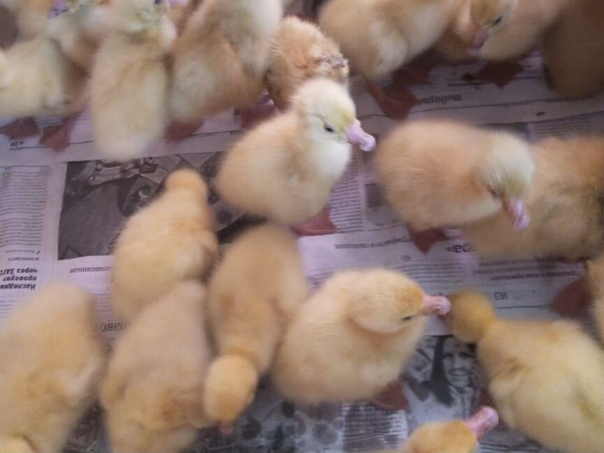 Цыпленок кучинский