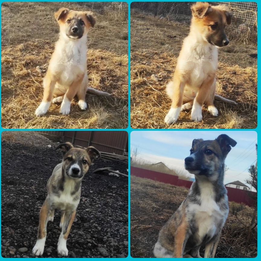 Щенок в добрые руки