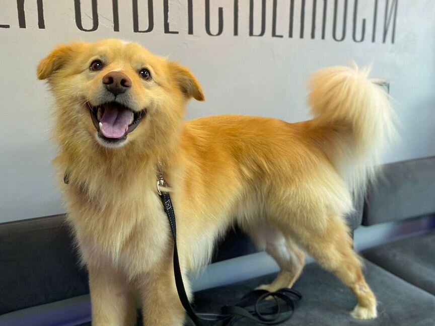 Собака Мальчик в добрые руки