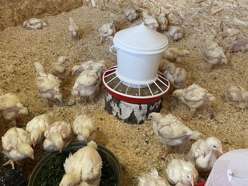 Фермерские циплята и куры