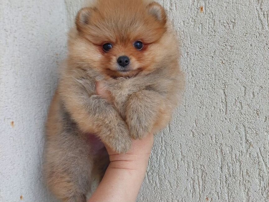 Померанский шпиц медвежьего типа