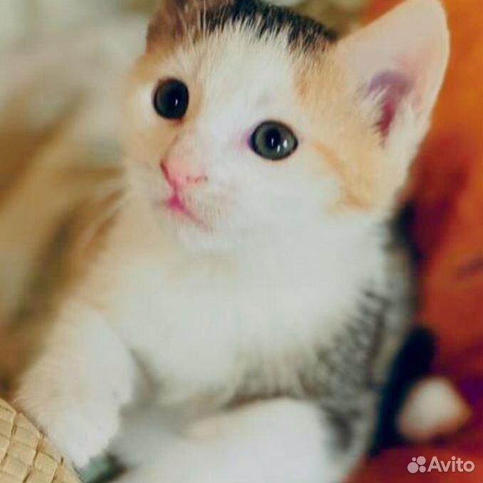 Голубоглазая кроха, девочка, котенок