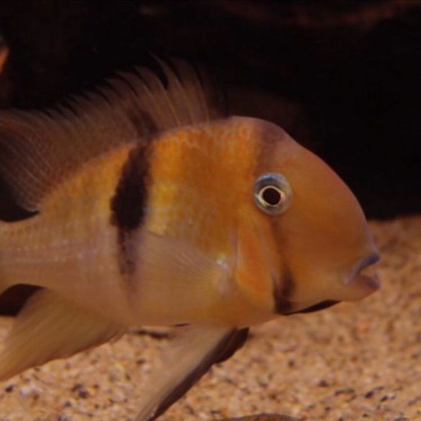 Гвианакара овроевефи