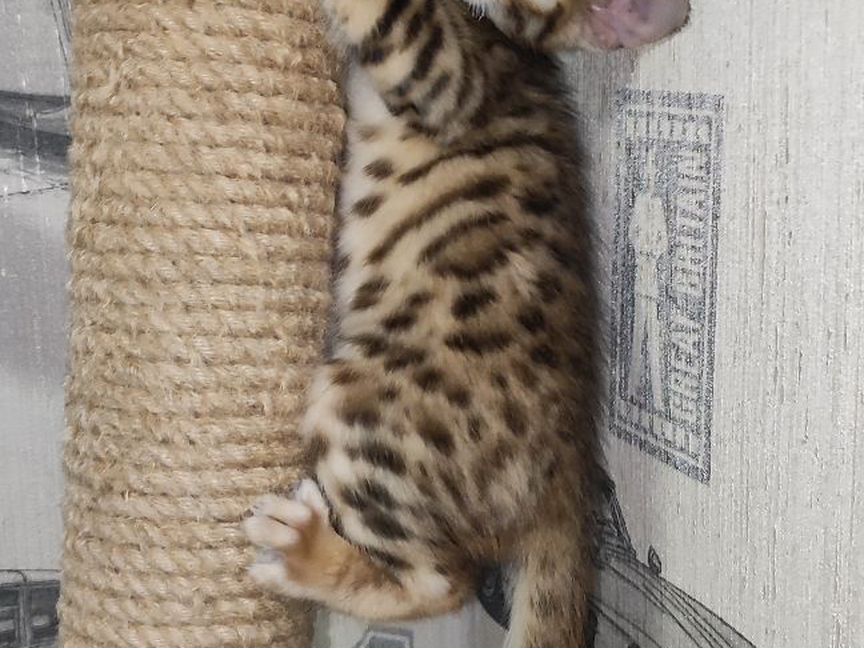 Бенгальские котята