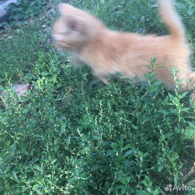 Котенок одается в добрые рыженька девочка