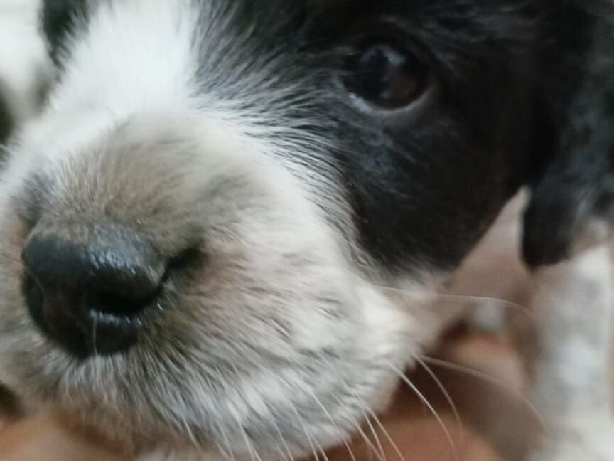 Собака русский охотничий спаниель чистокровный