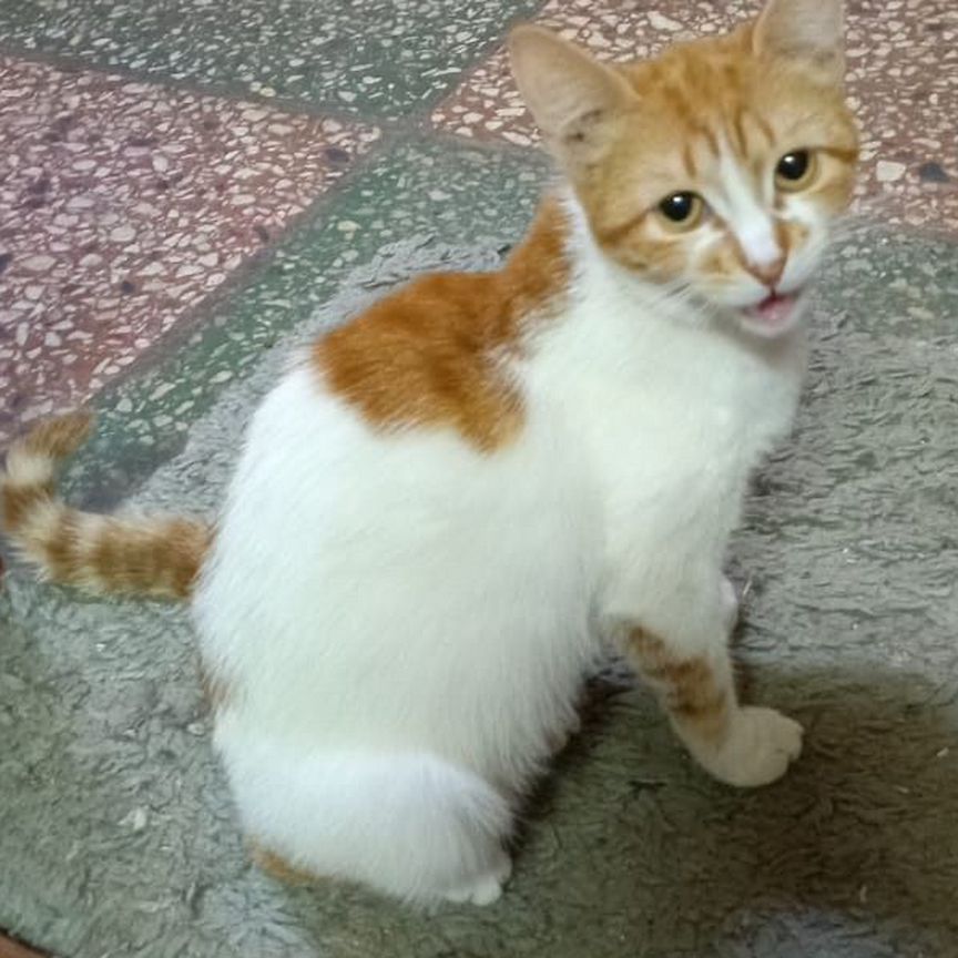 Котята в добрые руки бесплатно мальчик