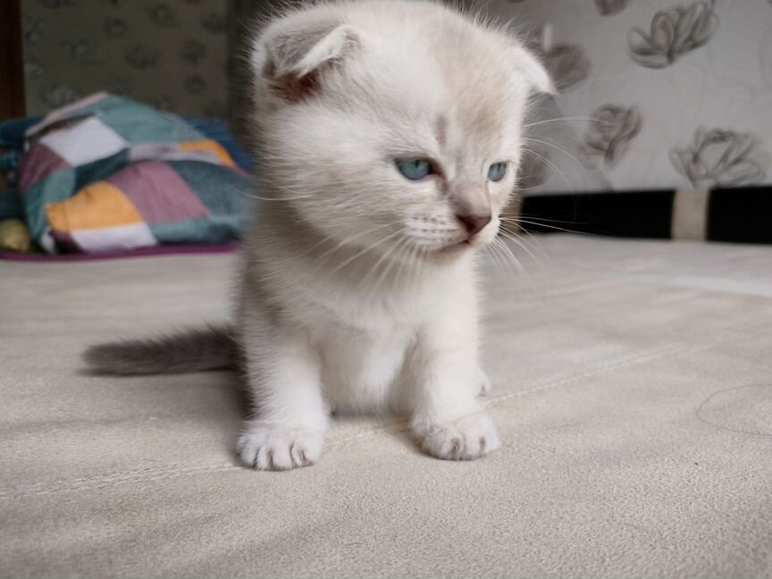 Вислоухий мемный кот