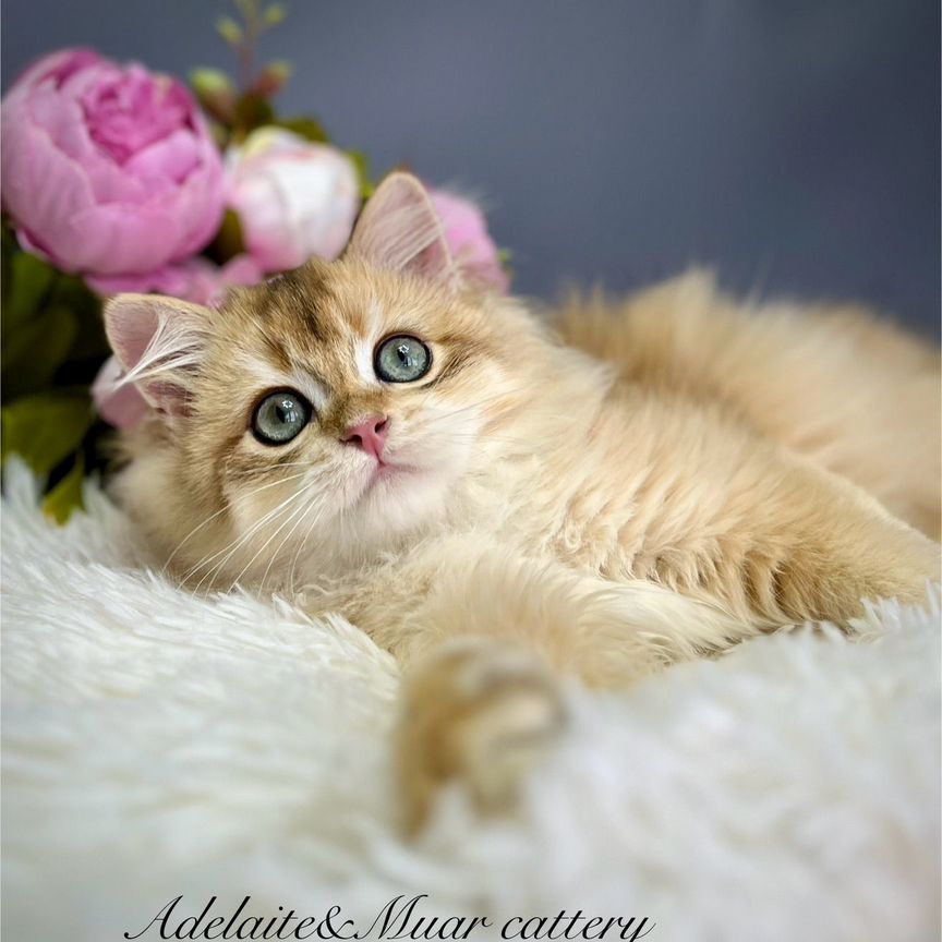 Британская шиншилла Leo de Max