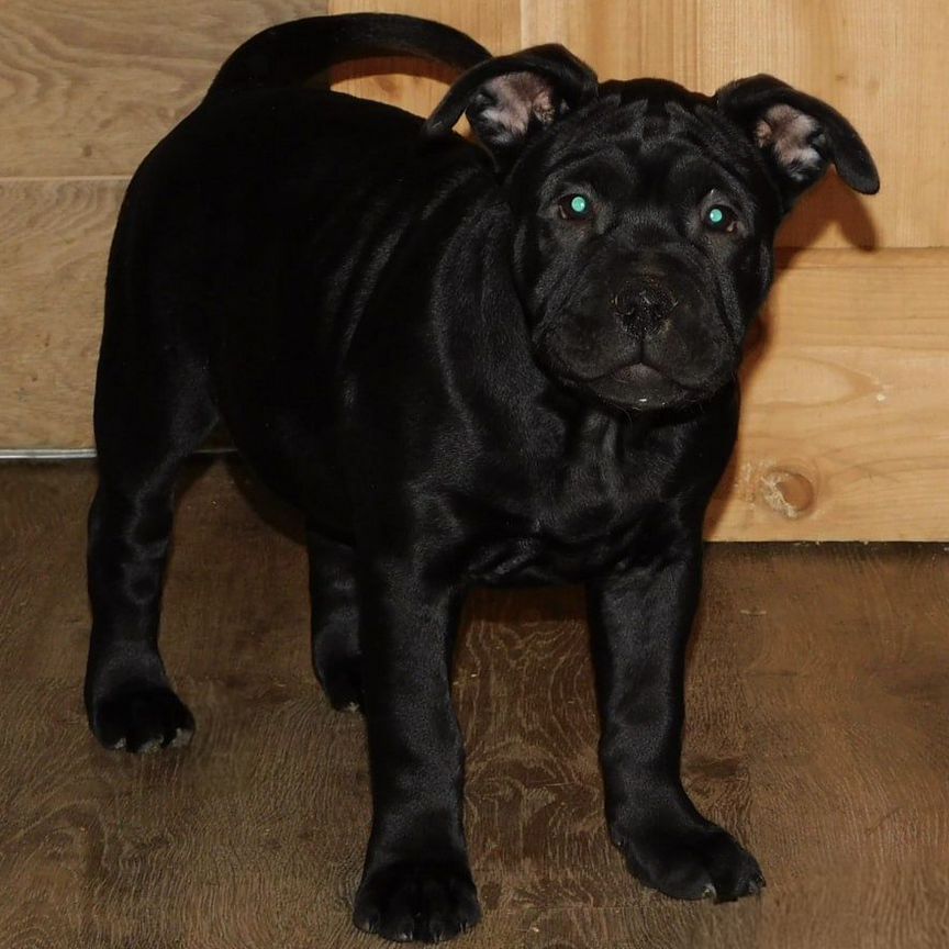 Ка-де-бо, щенок