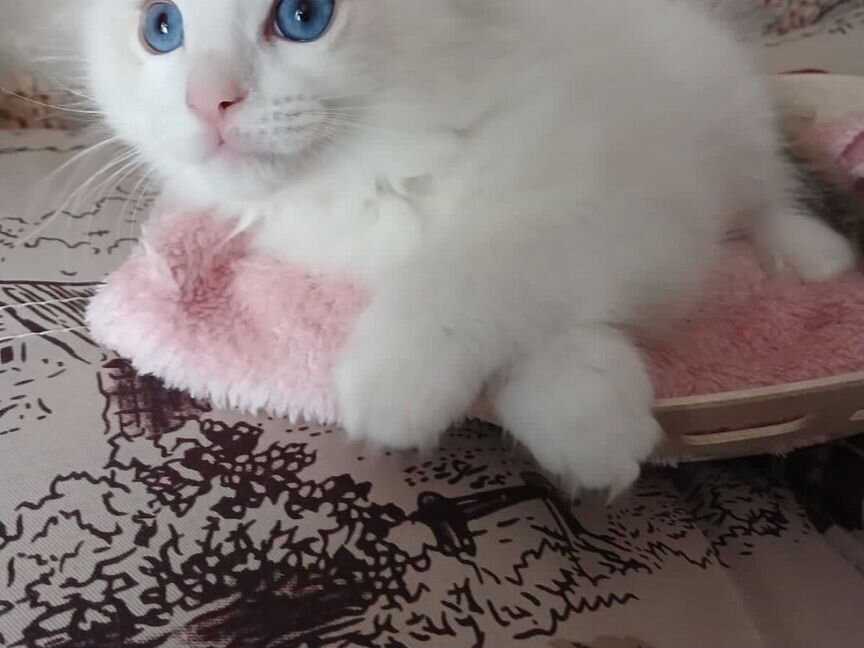 Котята регдолл