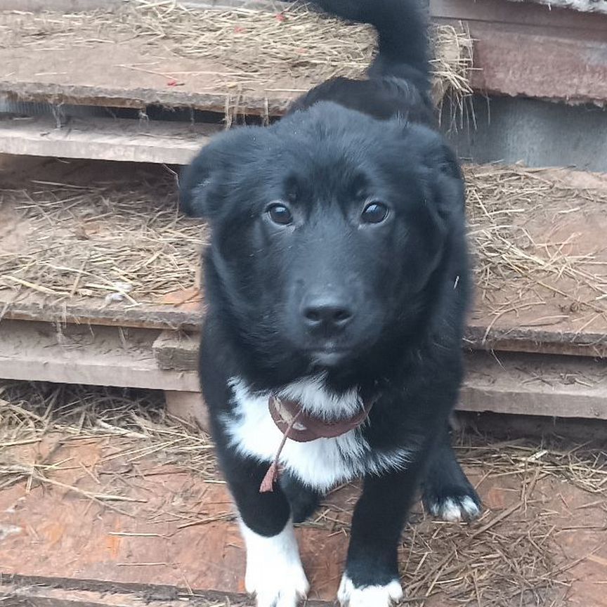 Щенок в добрые руки