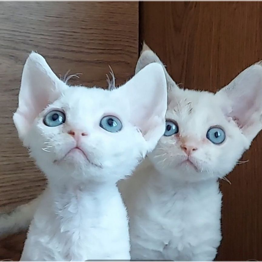 Белоснежные котята Девон Рекс