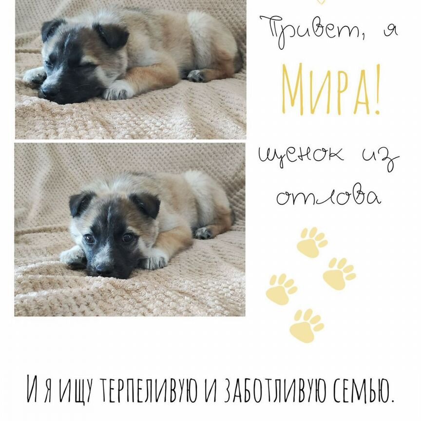 Щенок в добрые руки бесплатно девочка не крупная