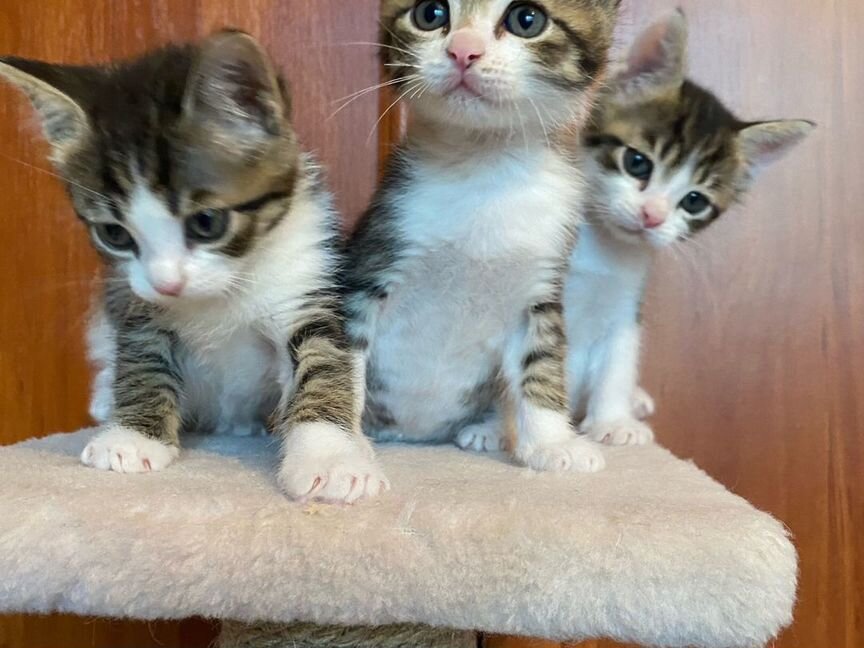 Красивые и умные котята
