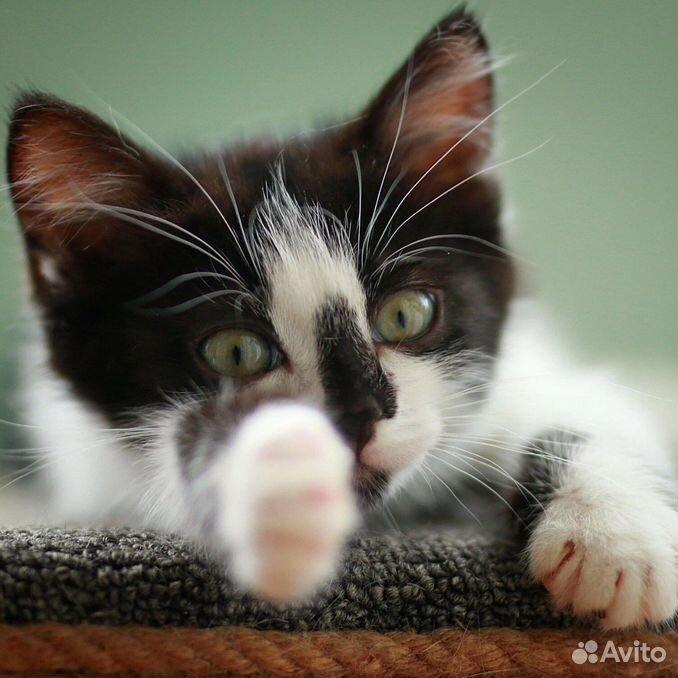 Котенок мальчик черно-белый Макс