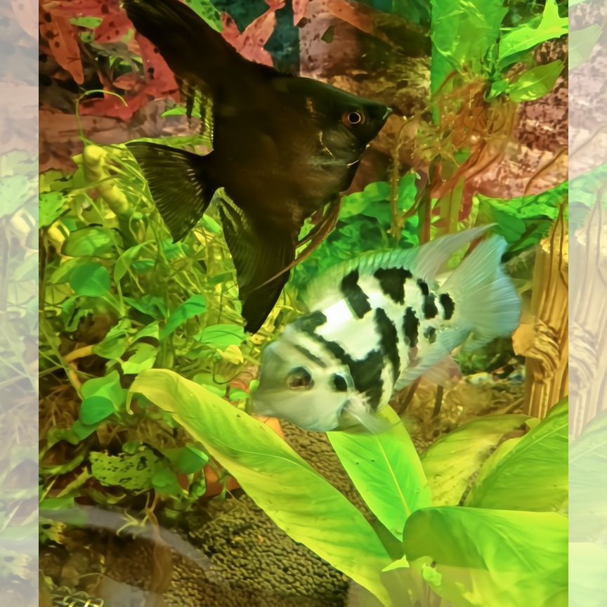 Рыбка сапфировый попугай