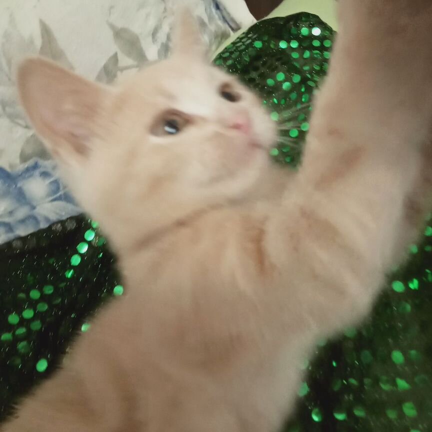 Котята рыжие с янтарными глазами Бесплатно