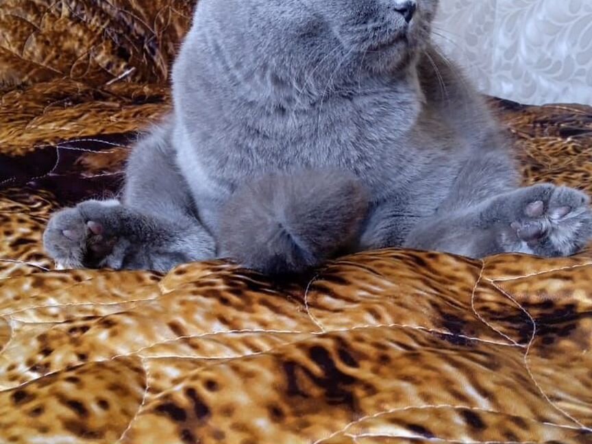 Отдам кошечку Лису в хорошие руки, Шотландская