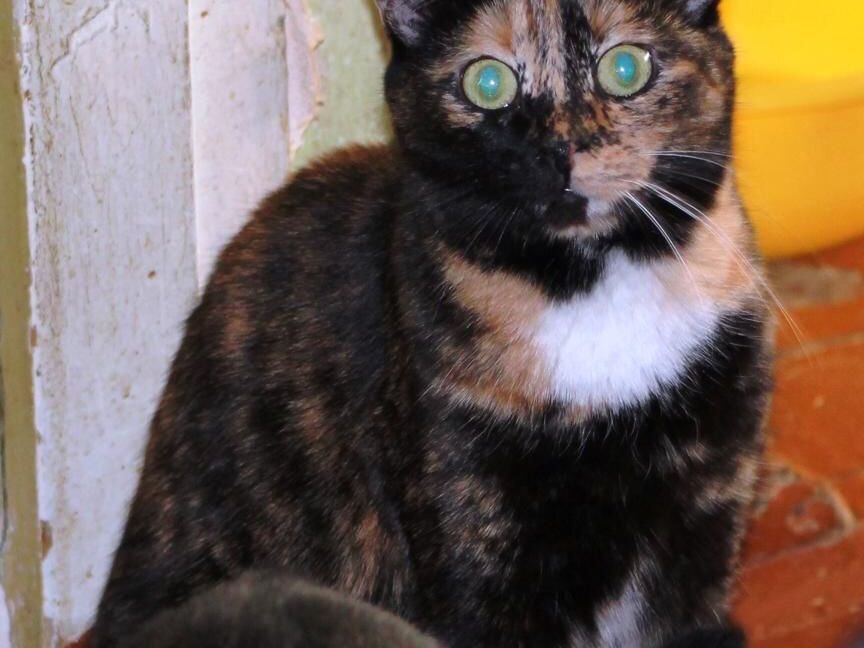 Кошка Пеструшка ищет дом