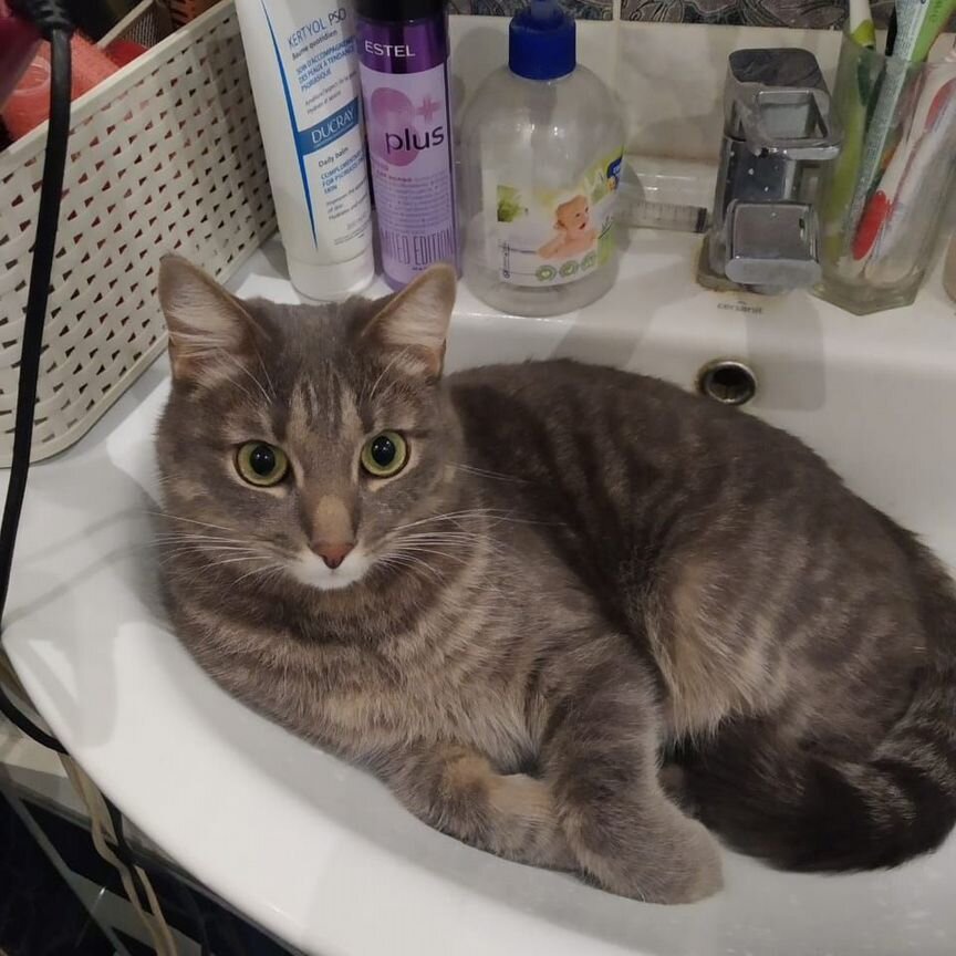 Котик Семён в добрые руки