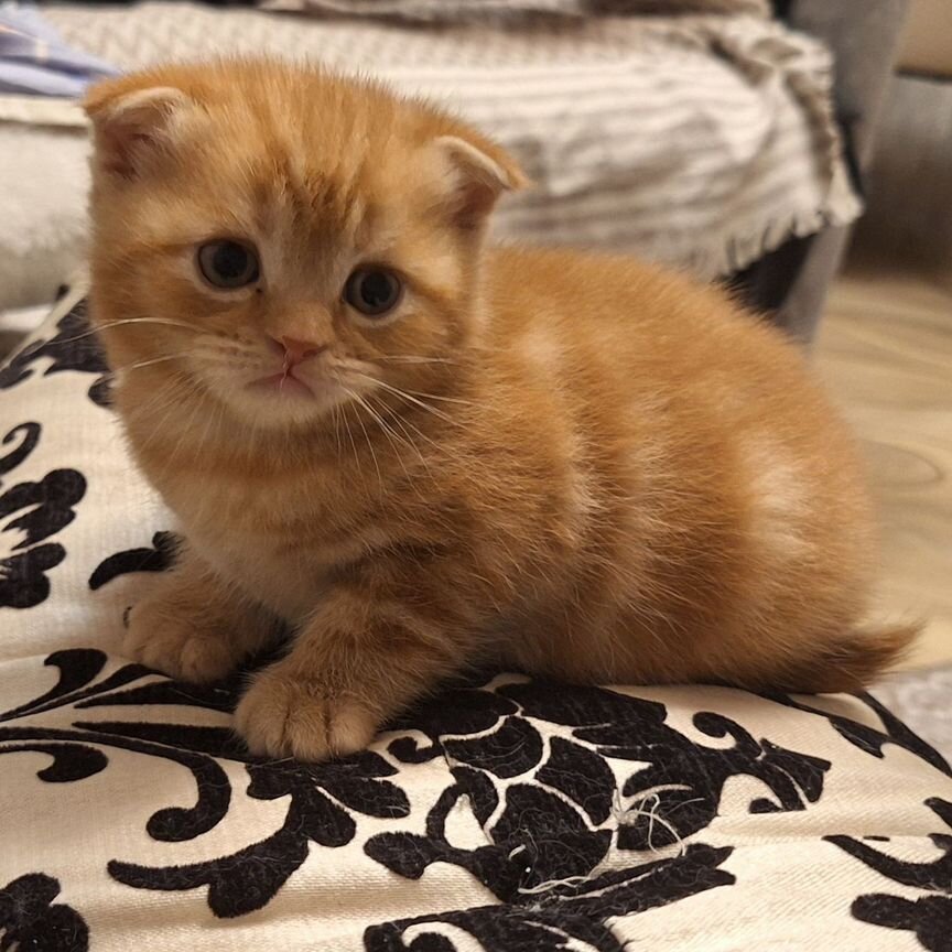 Шотландские вислоухие котята