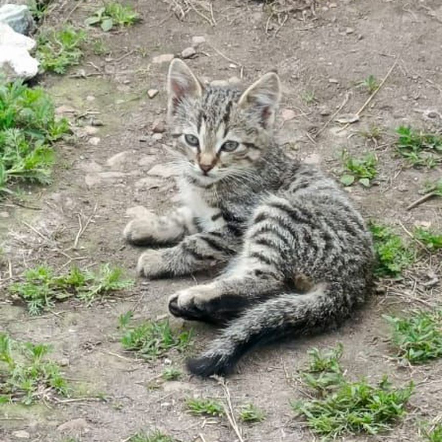 Котята в добрые руки мальчики