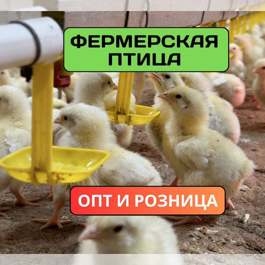 Цыплята кобб 500