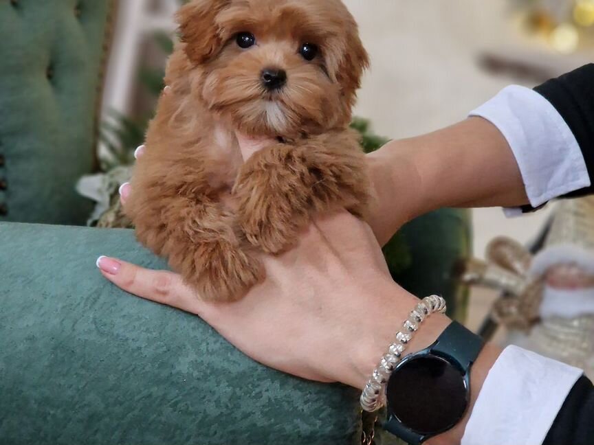 Мини девочка Мальтипу ред браун