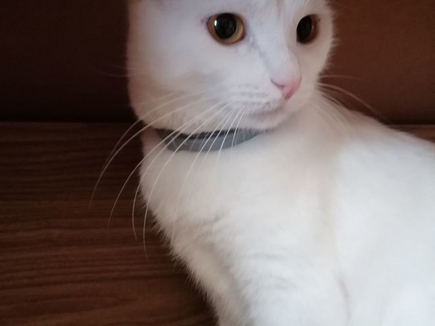 Котик Снежок ищет дом
