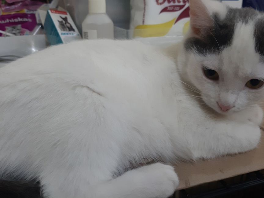 Молодой котик 3месяца