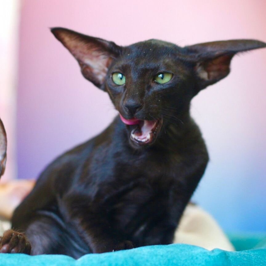 Ориентальный котёнок