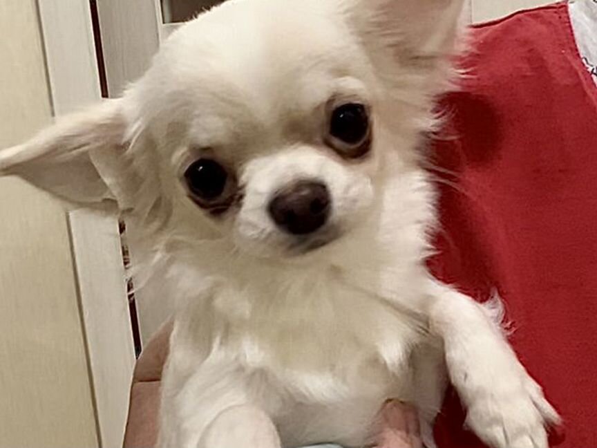 Щенок чихуахуа