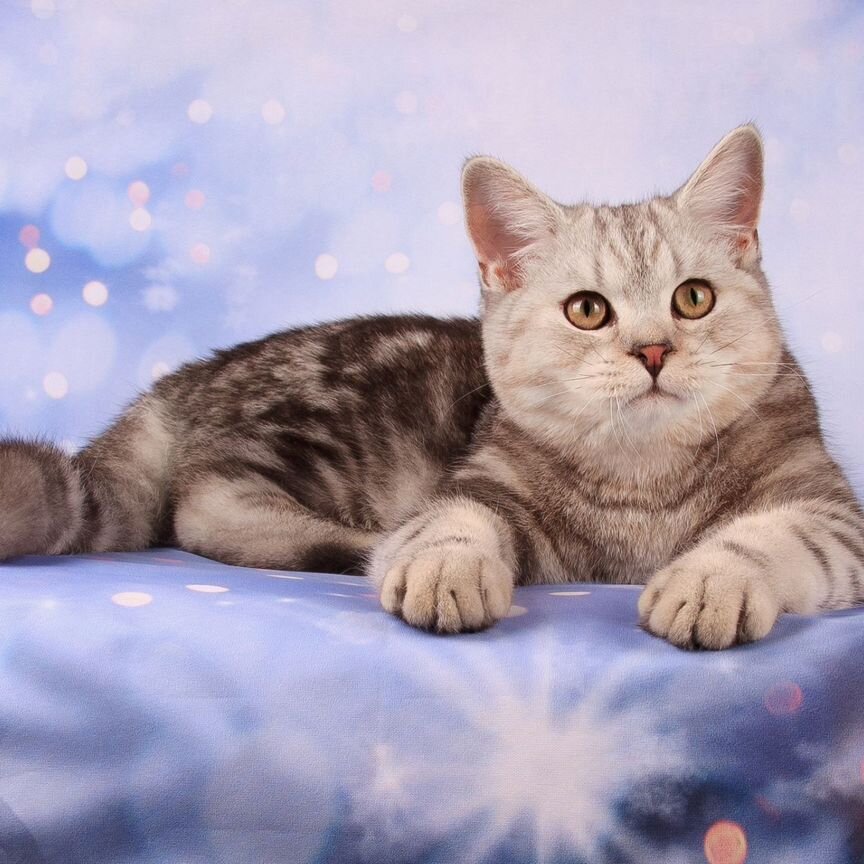 Продам котика