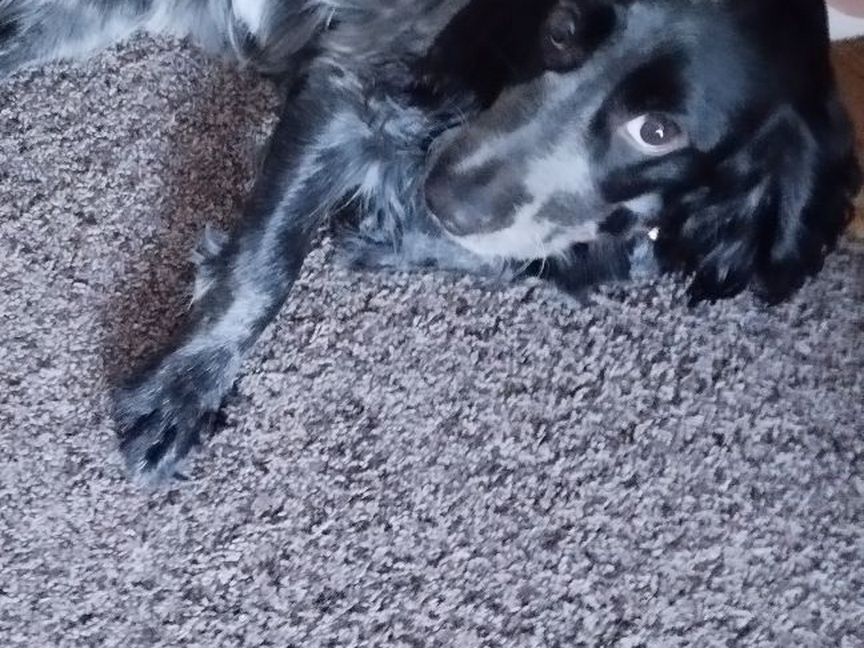 Собака в добрые руки отдам бесплатно