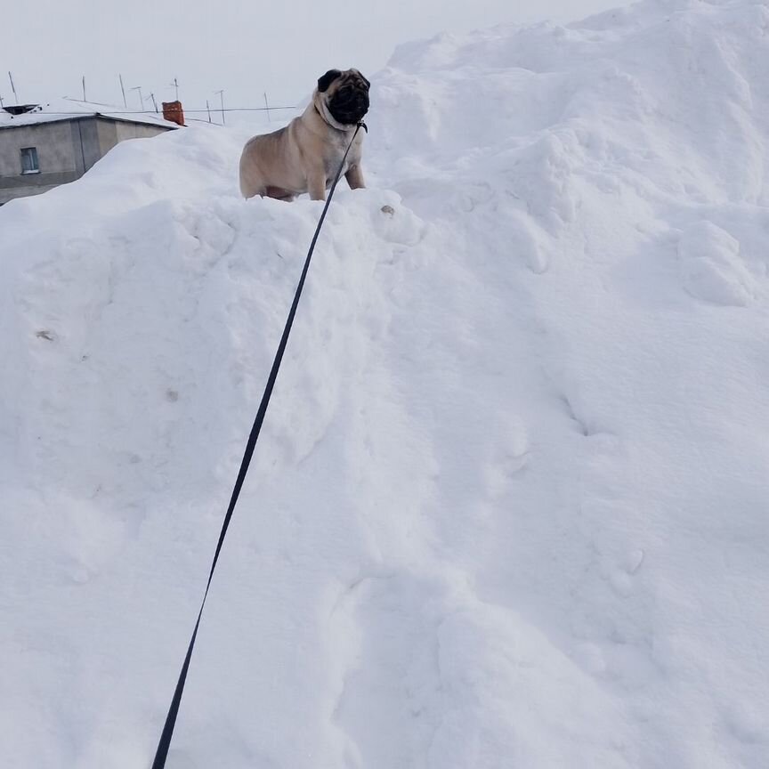 Ищем невесту