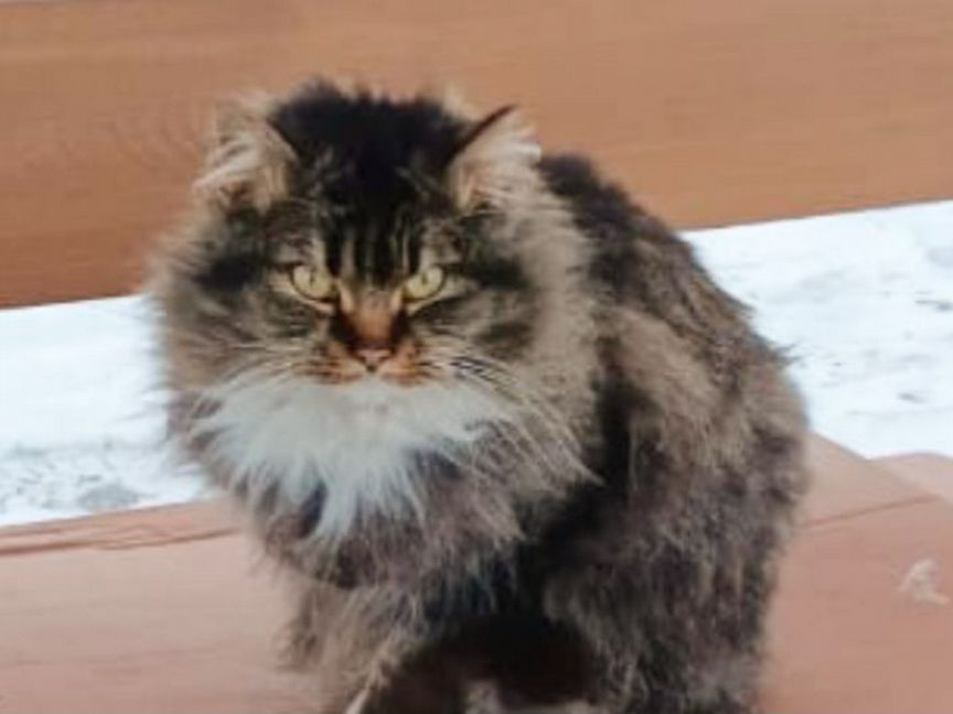 Найдена Кошка
