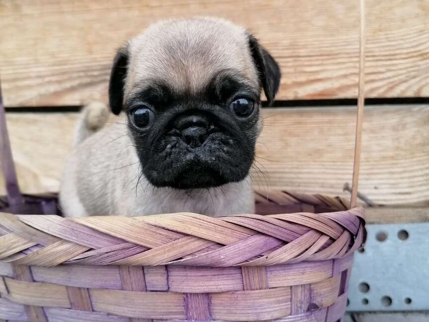 Щенки мопса