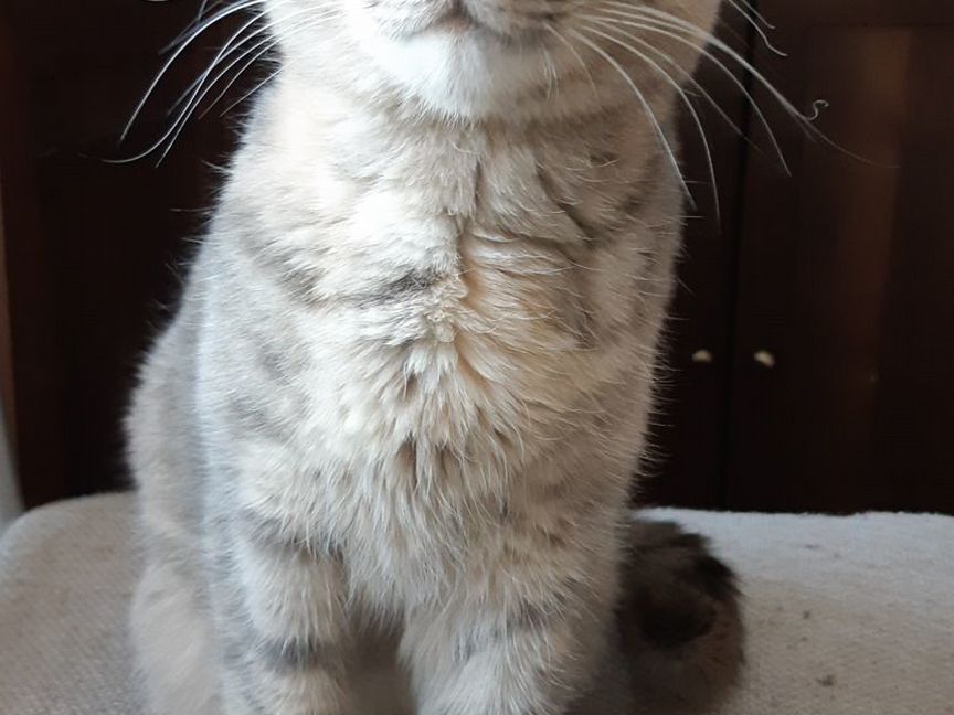 Кошка бесплатно