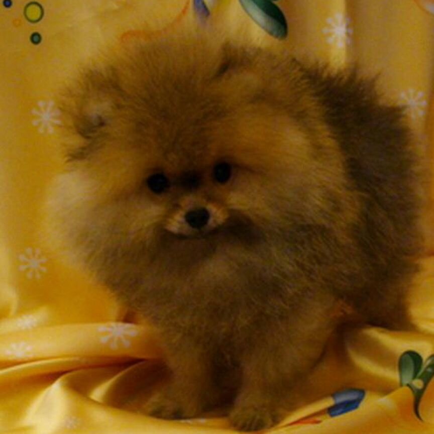 Шпиц красивый мальчишка