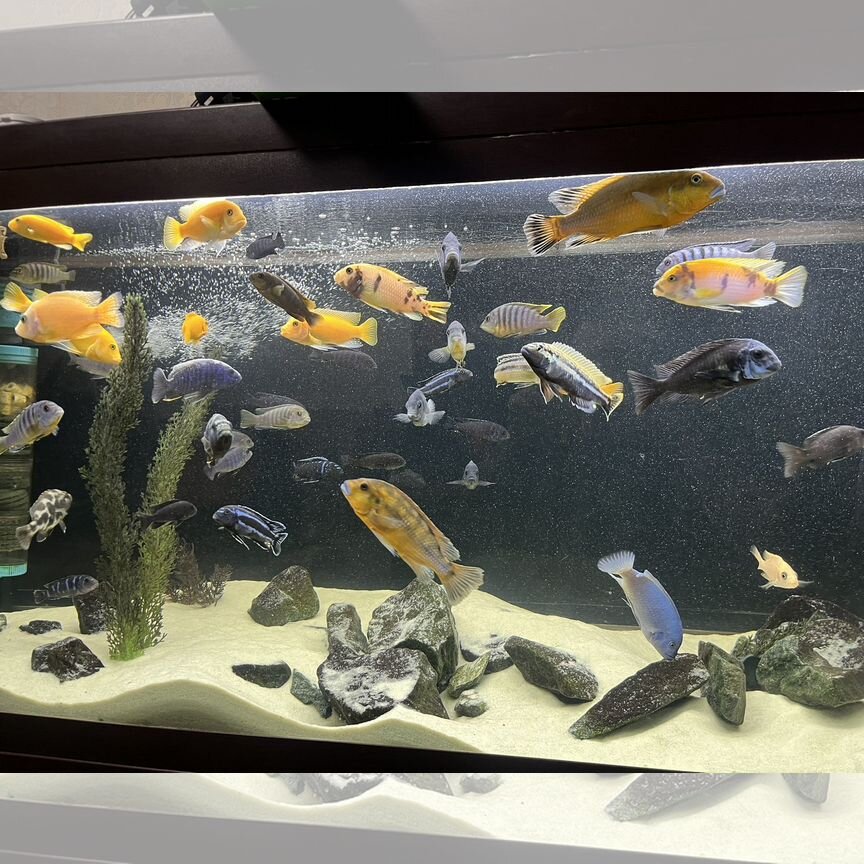 Аквариум 450 литров  Африканские цихлиды